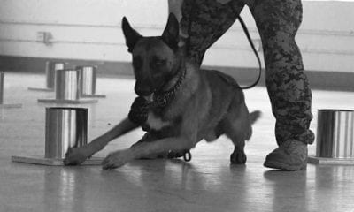 Canine Explosives Detection | CBRNE Central